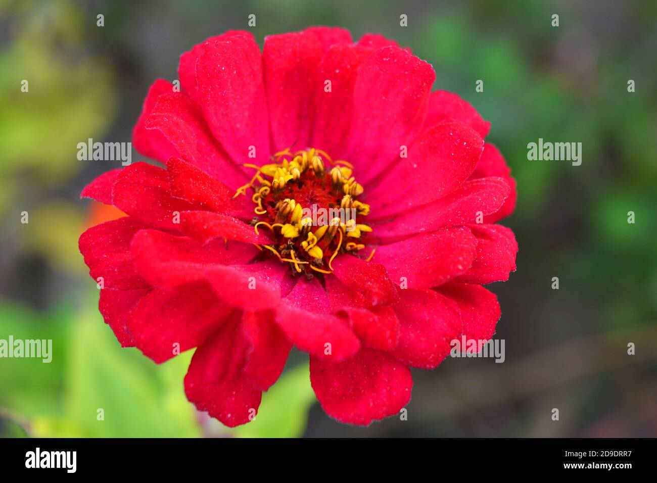 Grands et colorés rouge, écarlate, fleurs pourpres majors fleurir en ...
