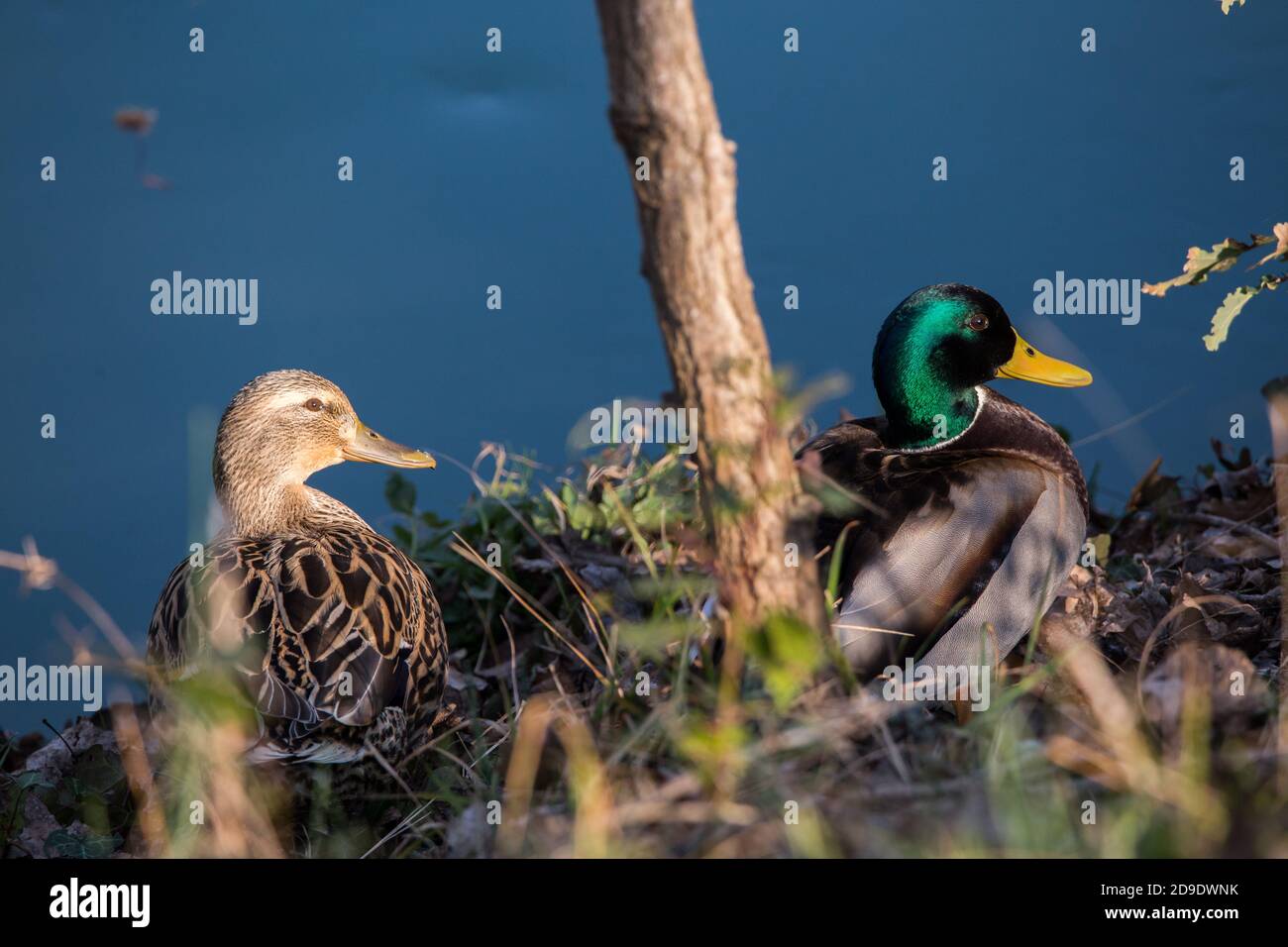 Couple de canards colvert Banque de photographies et d’images à haute ...
