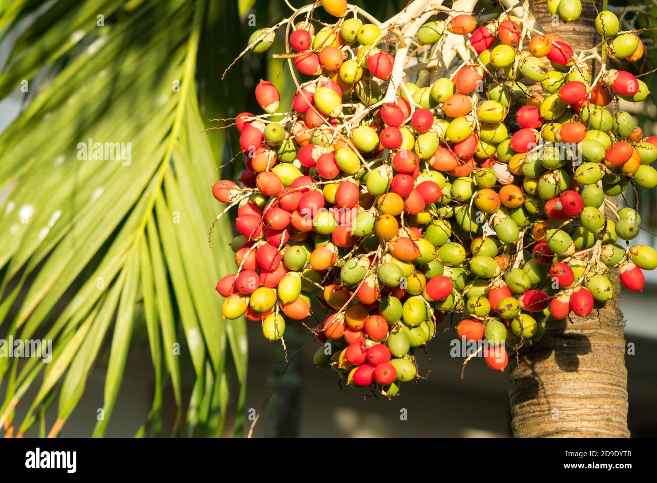 Arbre De Dattes Avec Des Fruits Banque d'image et photos - Alamy