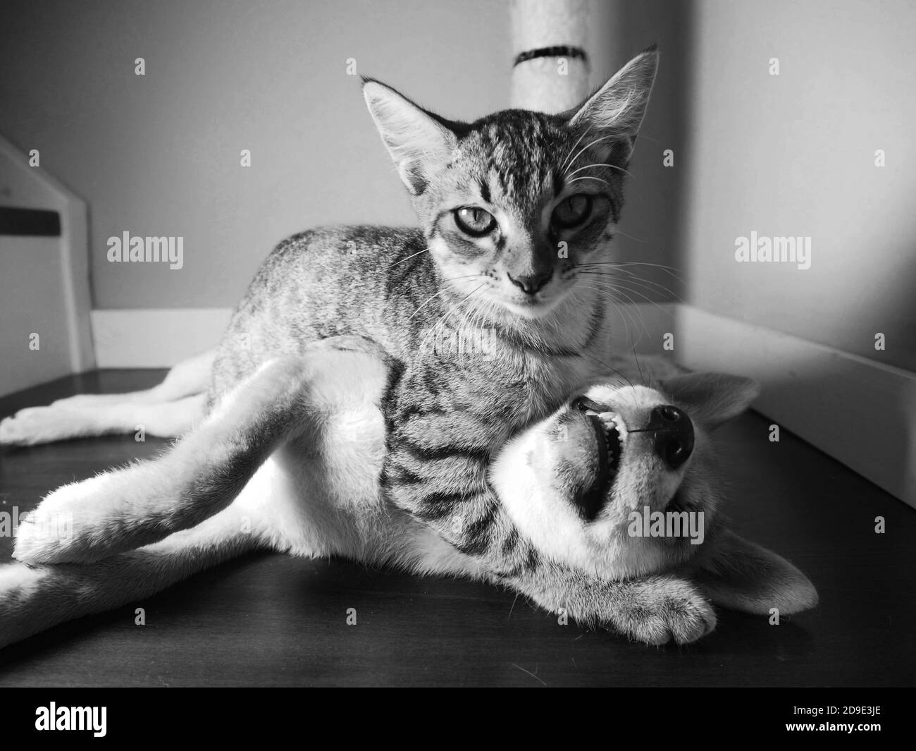 Chiot shiba inu Banque d'images noir et blanc - Alamy