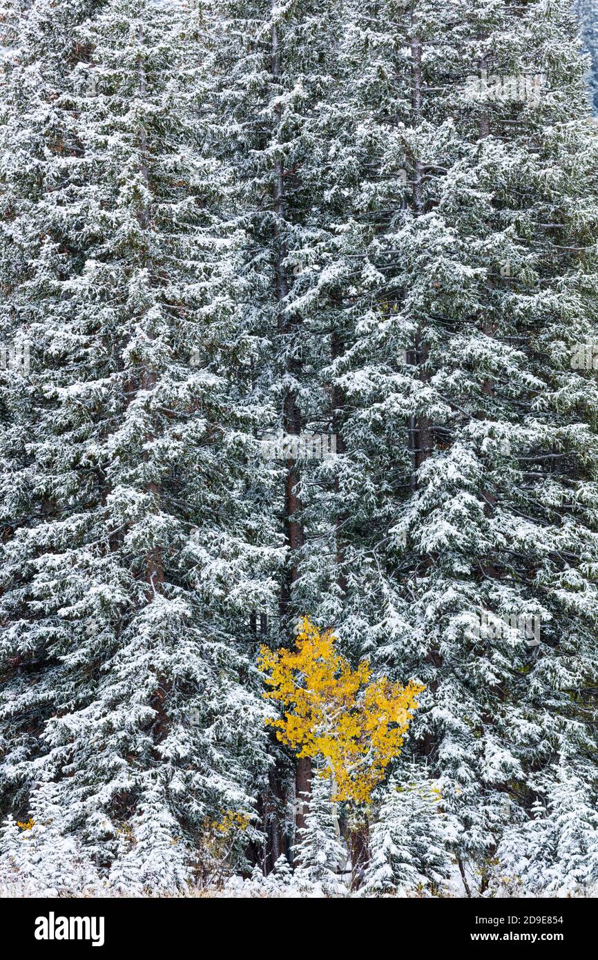 Neige dans la forêt. Automne. Big Cottonwood Canyon, Wasatch Range ...