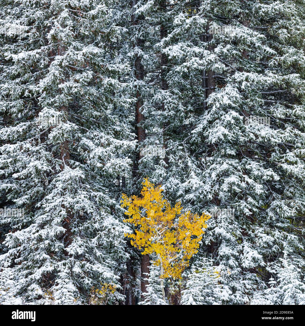 Neige dans la forêt. Automne. Big Cottonwood Canyon, Wasatch Range ...