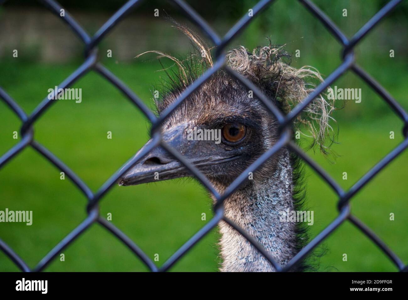 Mise au point sélective d'une tête d'autruche derrière une clôture ...