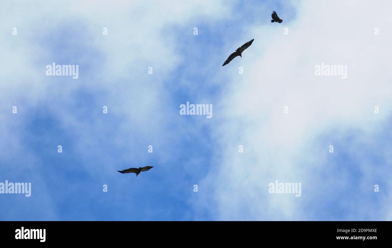 Petit groupe volant Banque de photographies et d’images à haute ...