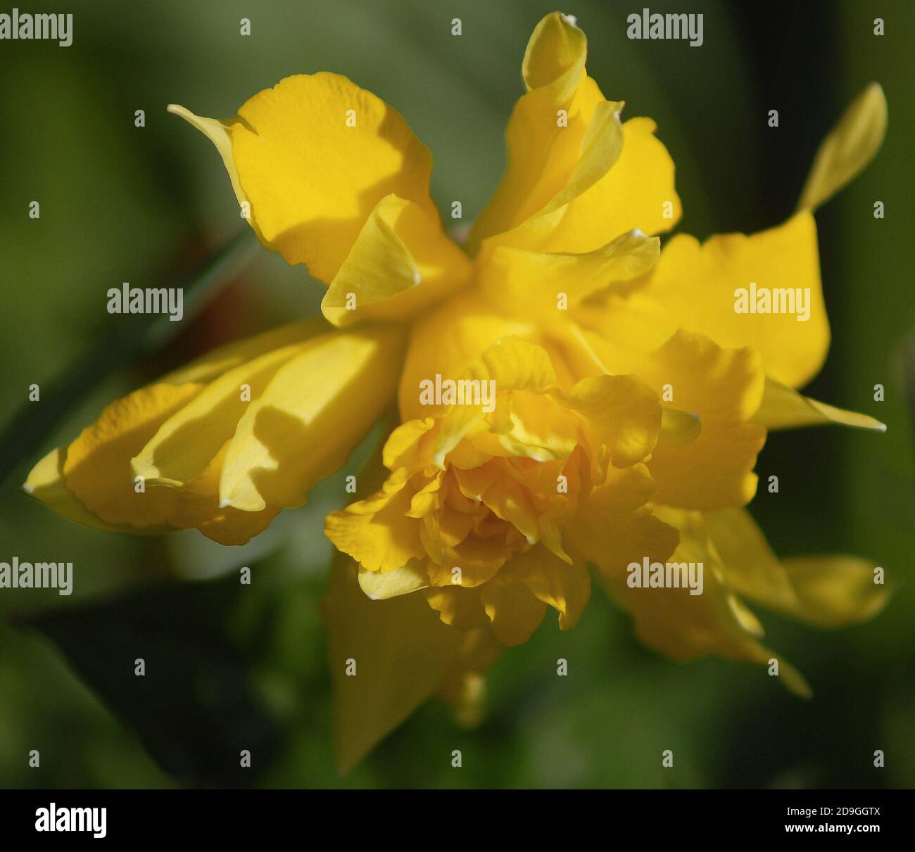 Telamonius plenus van sion Banque de photographies et d’images à haute ...