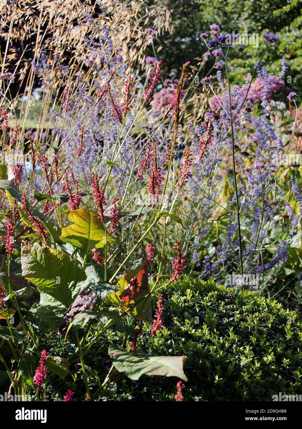 Persicaria amplexicaulis firetail Banque de photographies et d’images à ...