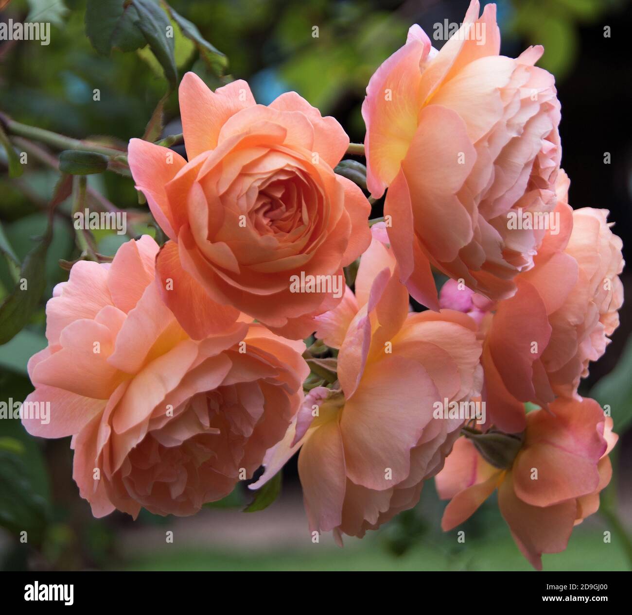 Rosa lady emma hamilton Banque de photographies et d’images à haute ...