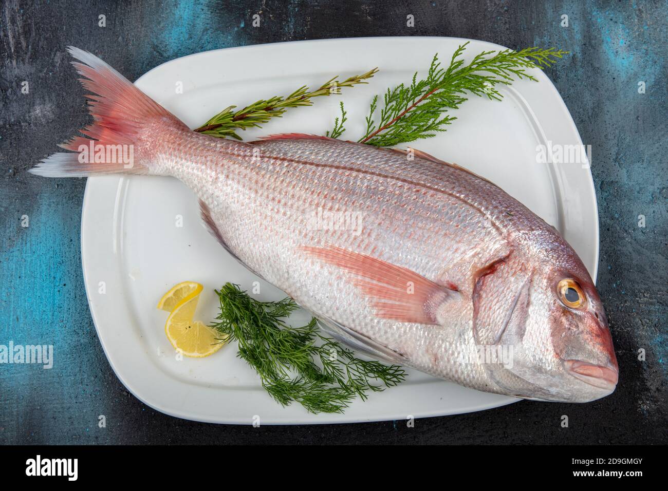 Large eye dentex dentex macrophthalmus Banque de photographies et d ...