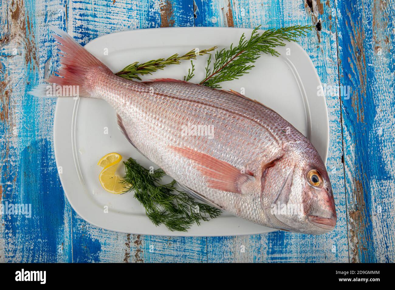 Large eye dentex dentex macrophthalmus Banque de photographies et d ...