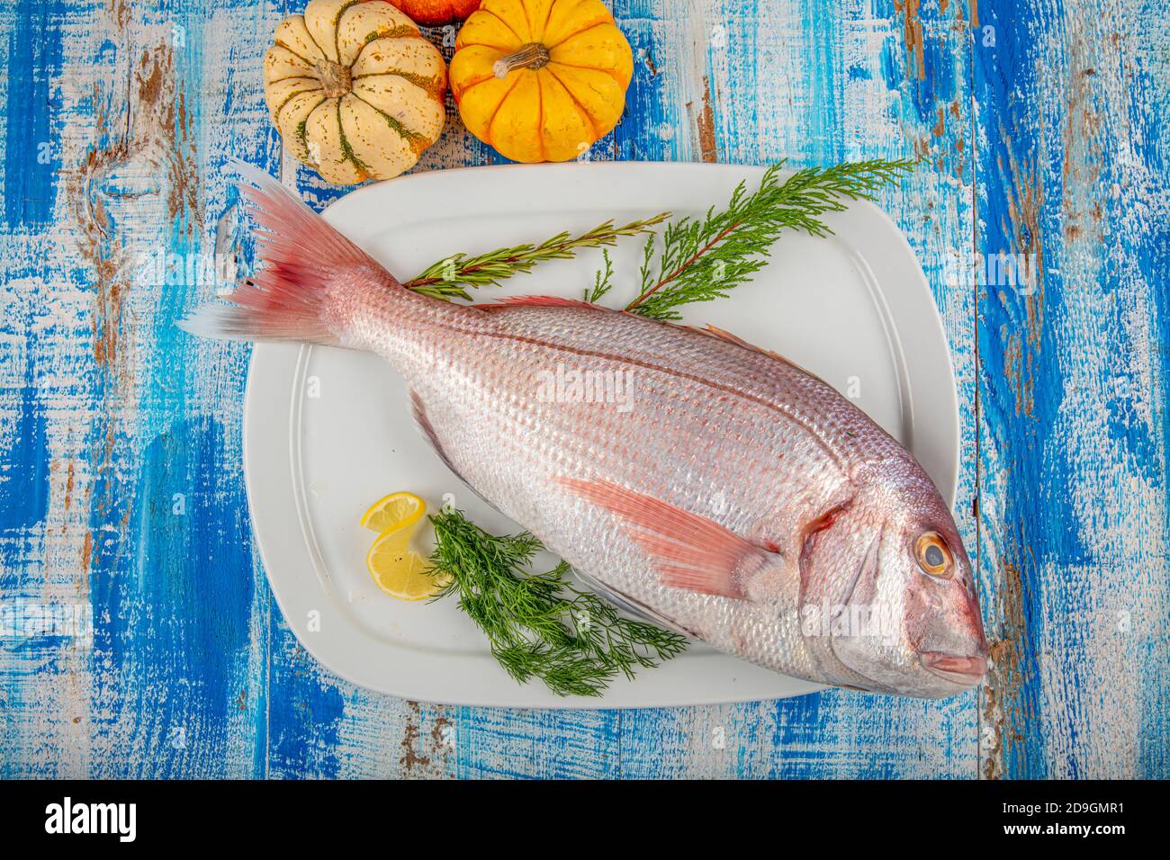 Poissons dentex Banque de photographies et d’images à haute résolution ...