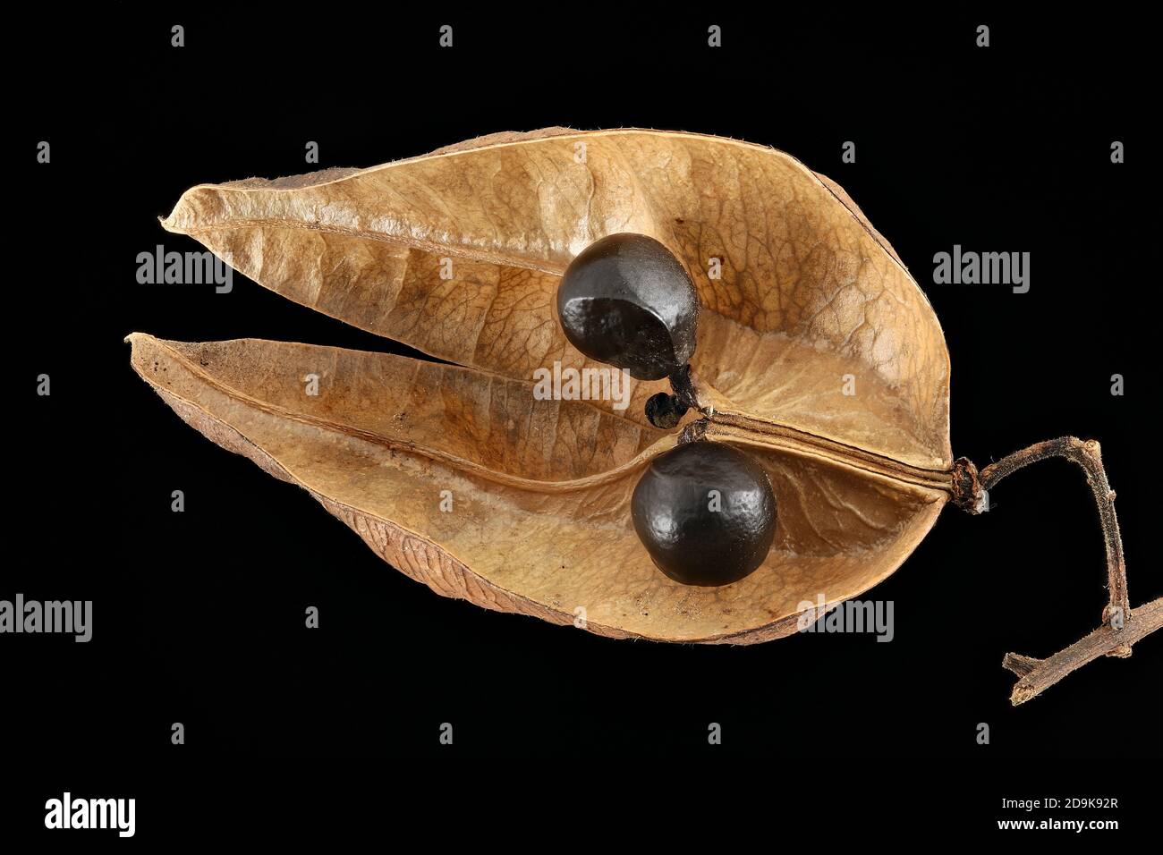 Gousse noire Banque de photographies et d’images à haute résolution - Alamy