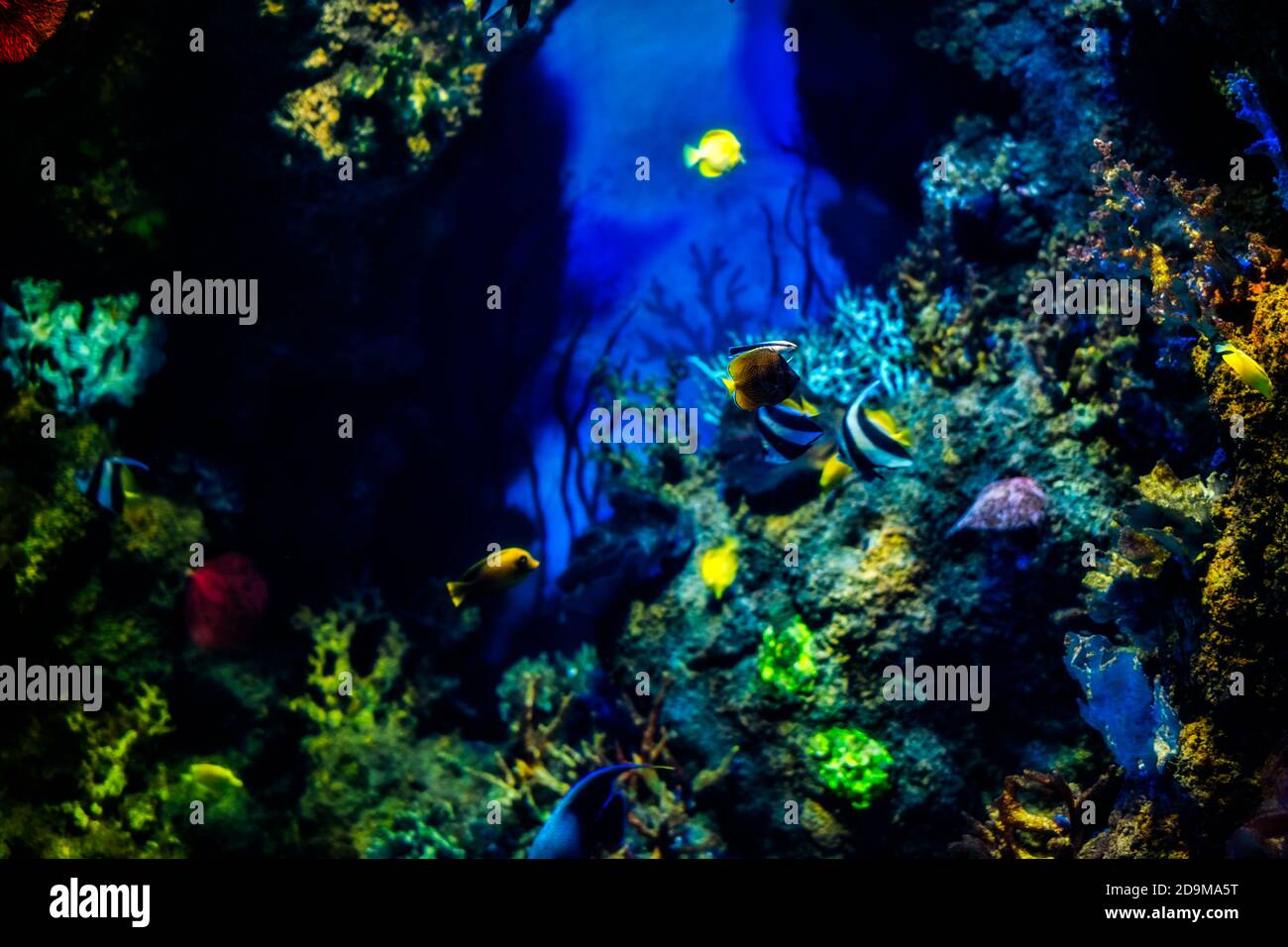 Petits poissons multicolores Banque de photographies et d’images à ...