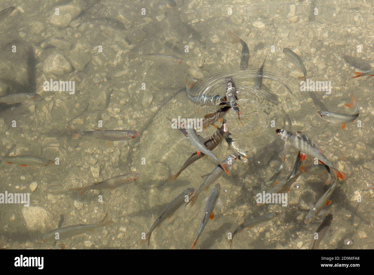 Poissons dans l'eau Banque de photographies et d’images à haute ...