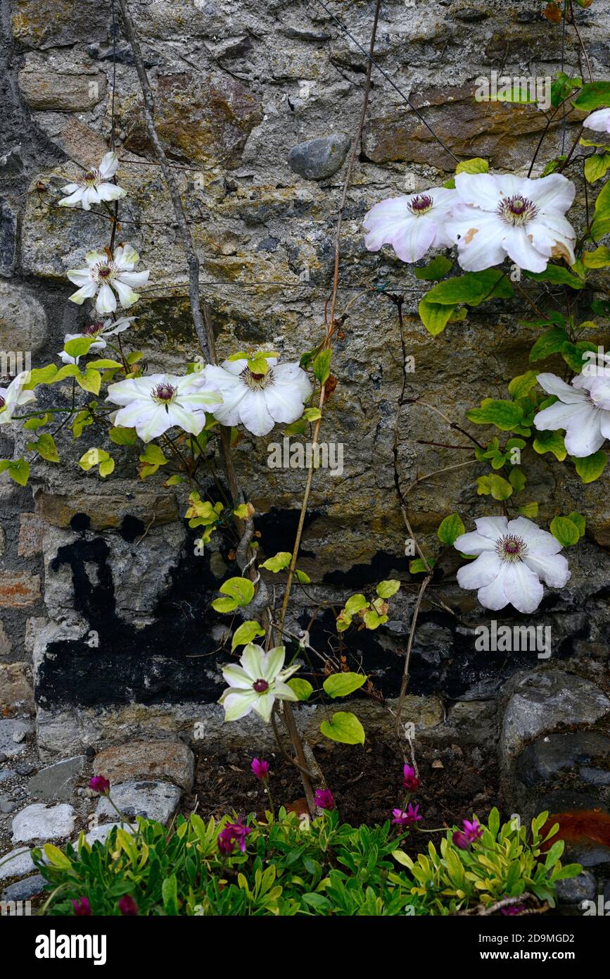 Clematis Henryi,clematis Henry I,clematis à grandes fleurs, grandes ...