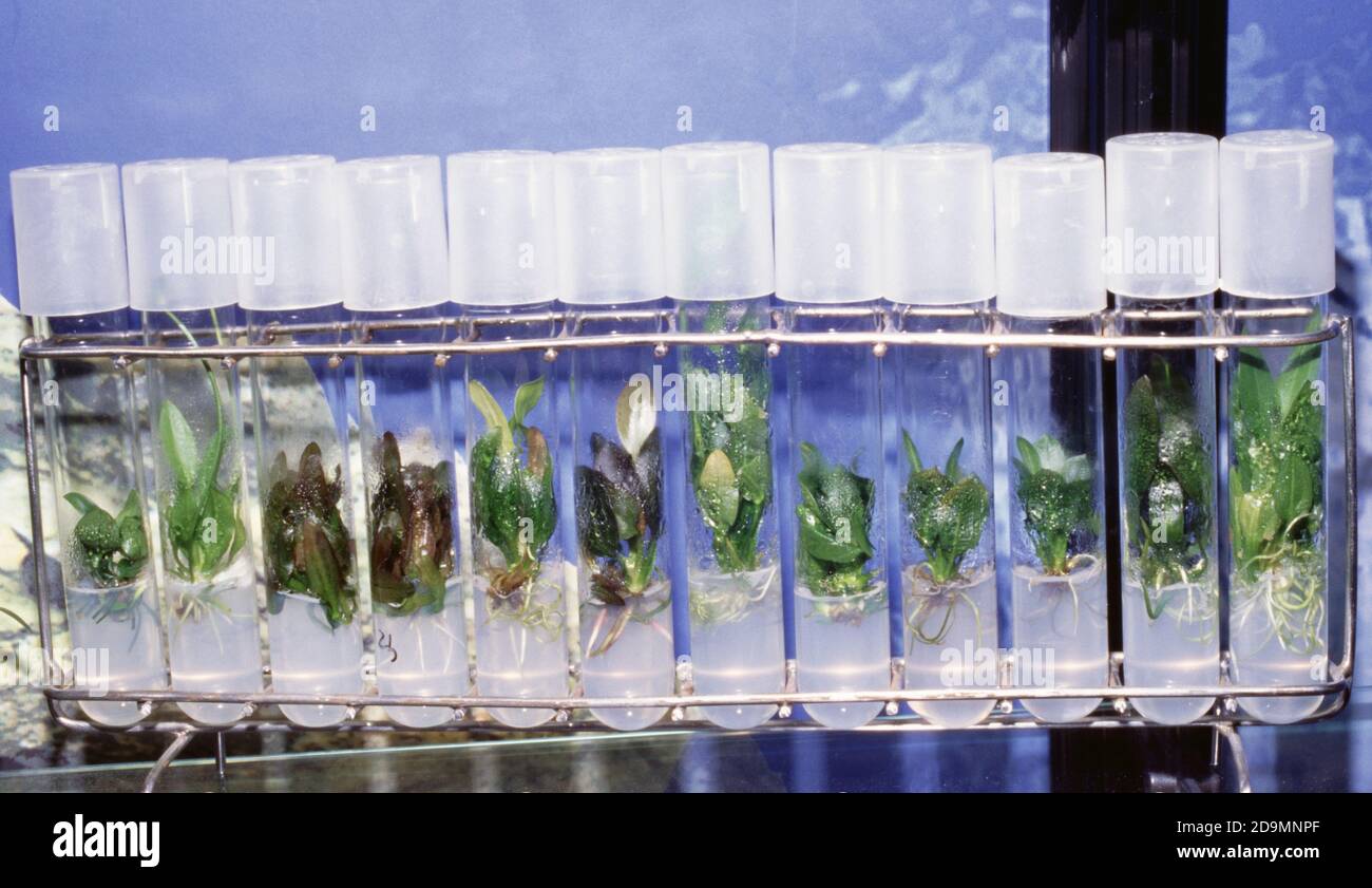 Reproduction des algues Banque de photographies et d’images à haute ...