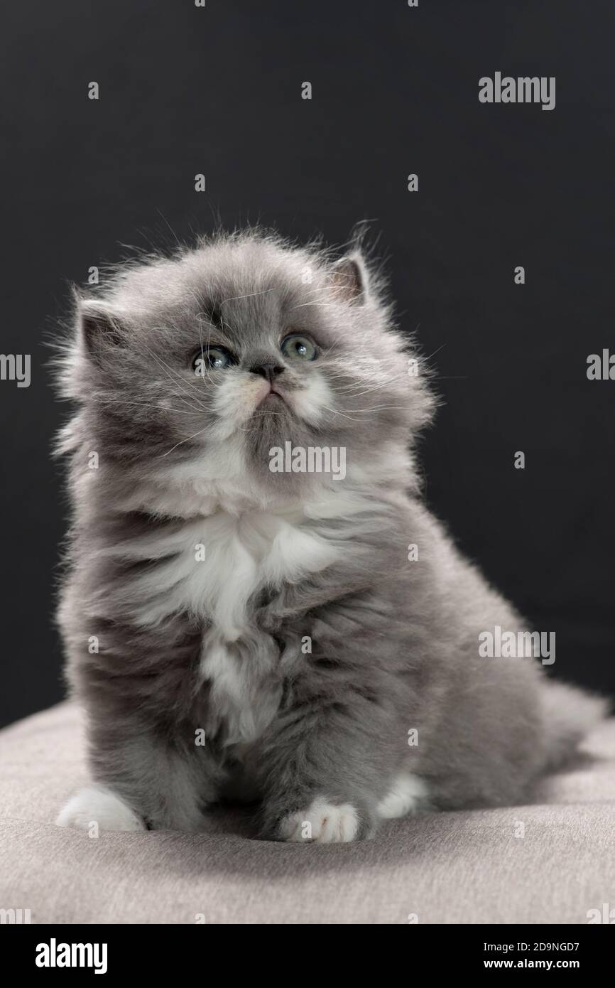 Un chaton de ragamuffin gris et blanc tout doux qui regarde vers le ...