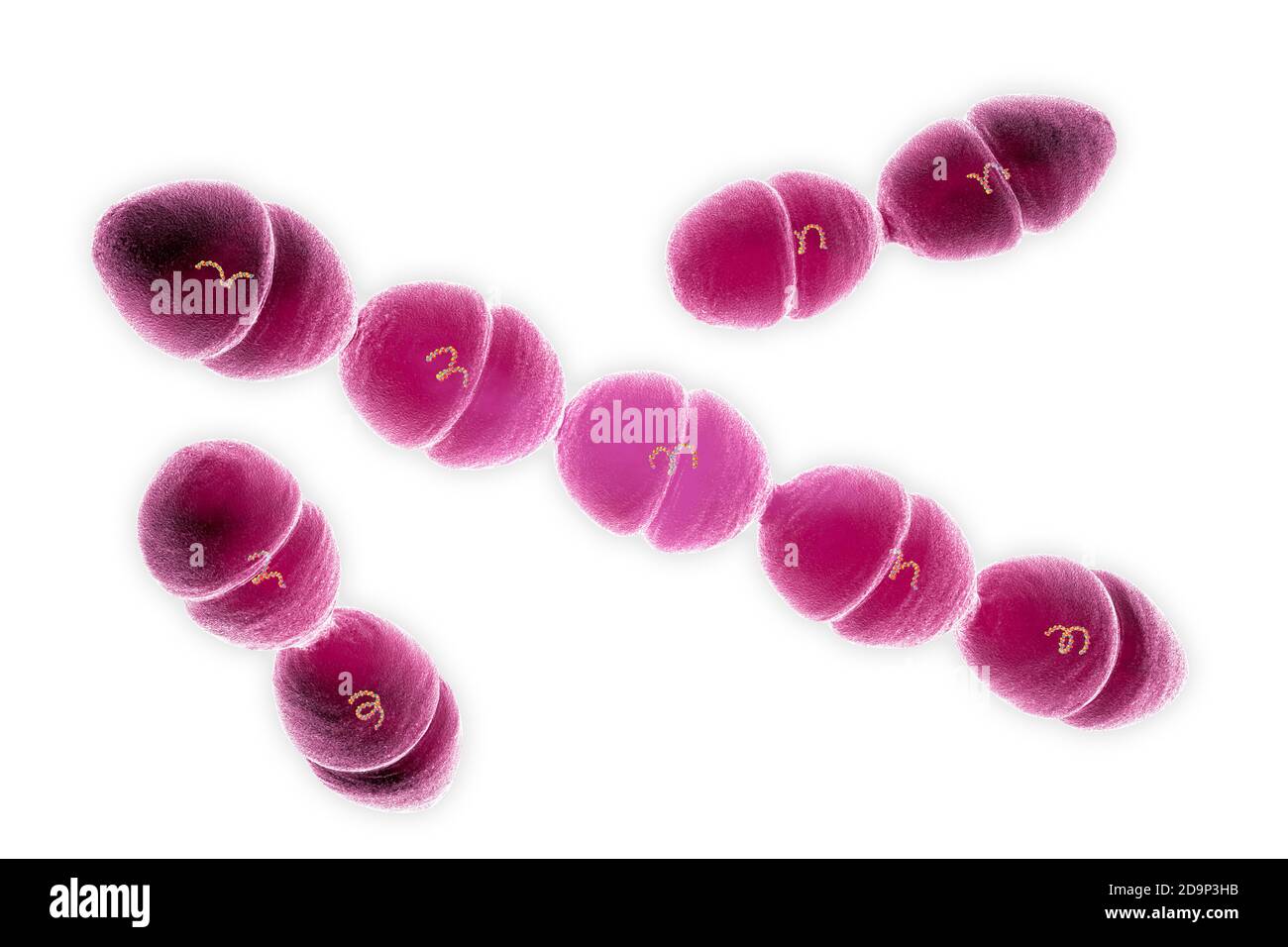 Illustration 3d de Streptococcus mutans. S. mutans est une bactérie ...