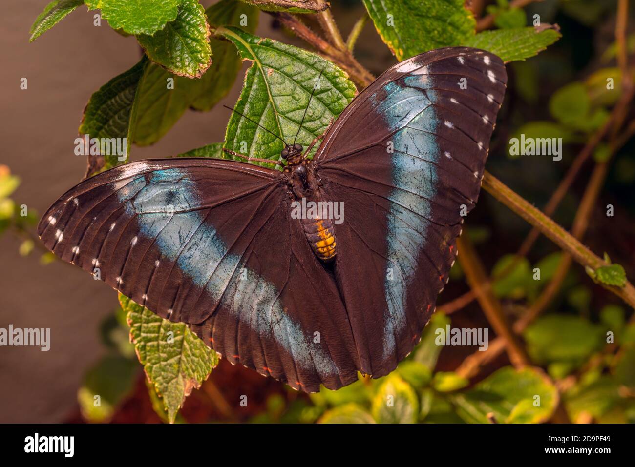 Les papillons morpho comprennent Banque de photographies et d’images à ...