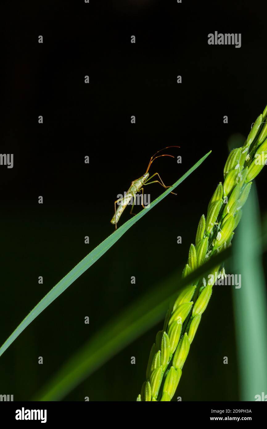 Punaises de riz Banque de photographies et d’images à haute résolution ...
