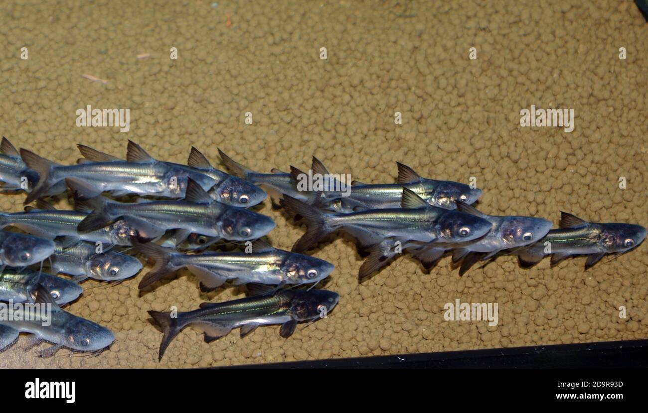 Le pangasius géant, le requin paroon, le pangasid-poisson-chat ou le ...