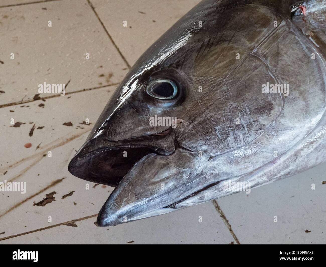 Vente De Poisson Frais Banque d'image et photos - Alamy