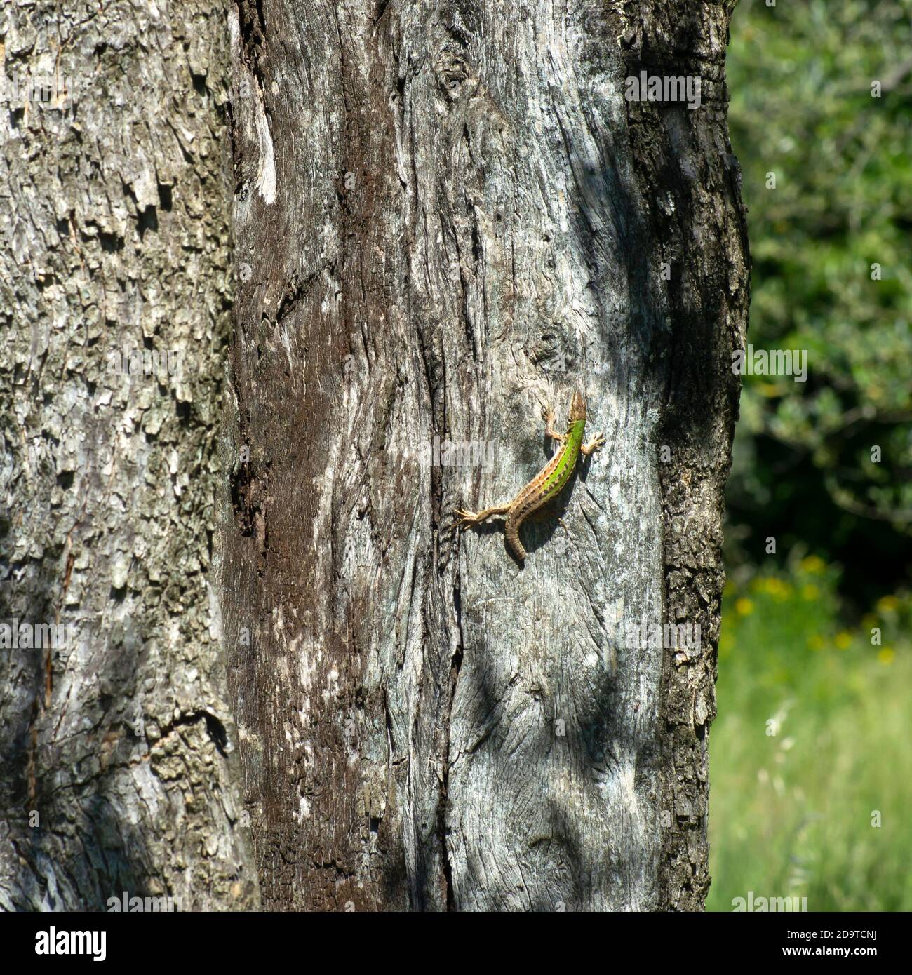 Queue de lézard Banque de photographies et d’images à haute résolution ...