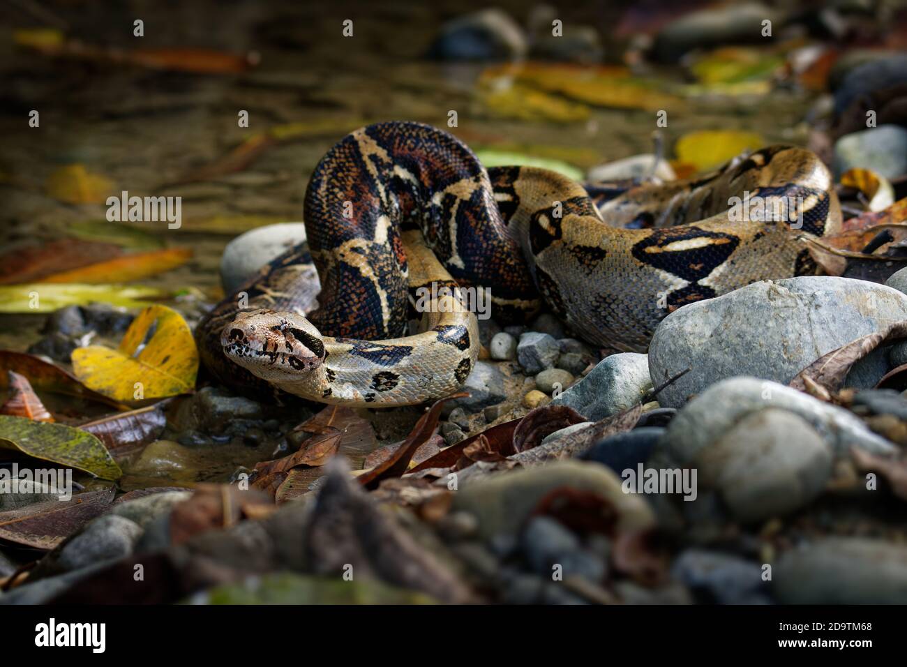 à queue de serpent Banque de photographies et d’images à haute ...