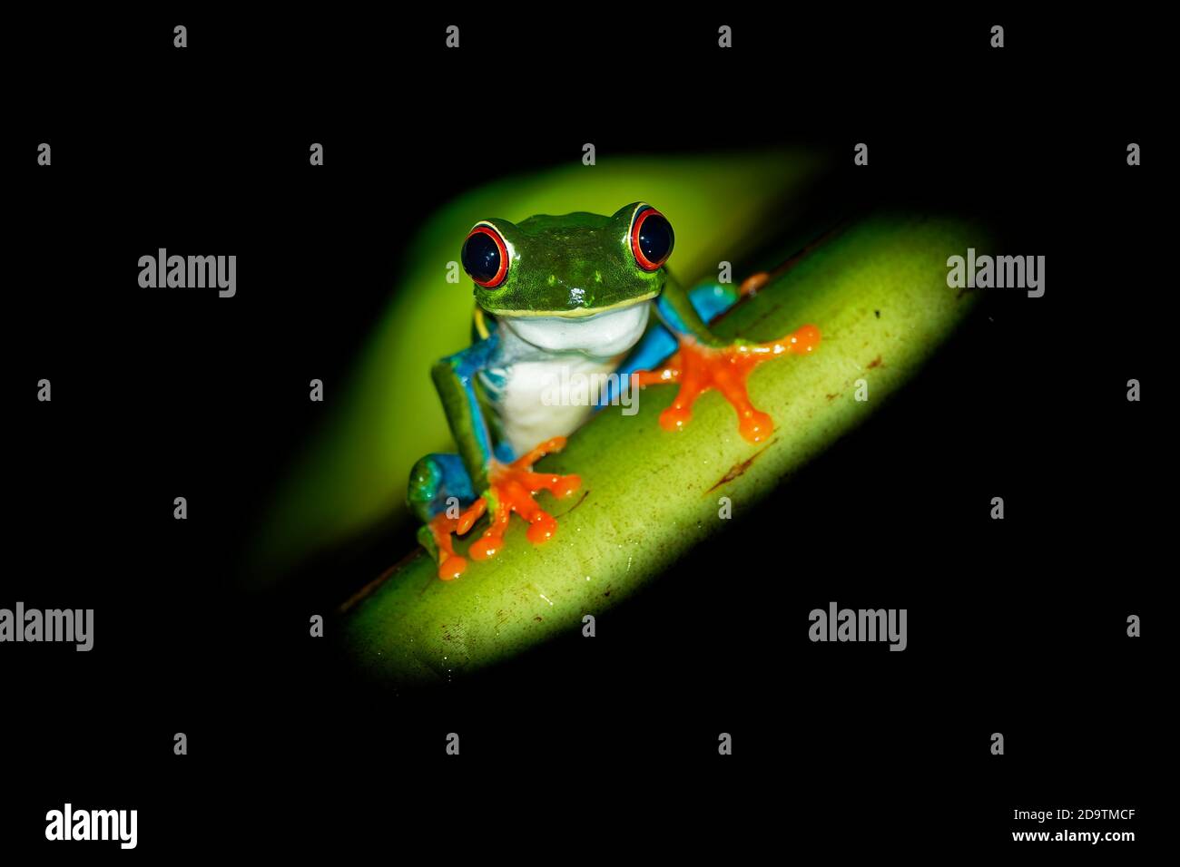 Hylid arboricole Banque de photographies et d’images à haute résolution ...