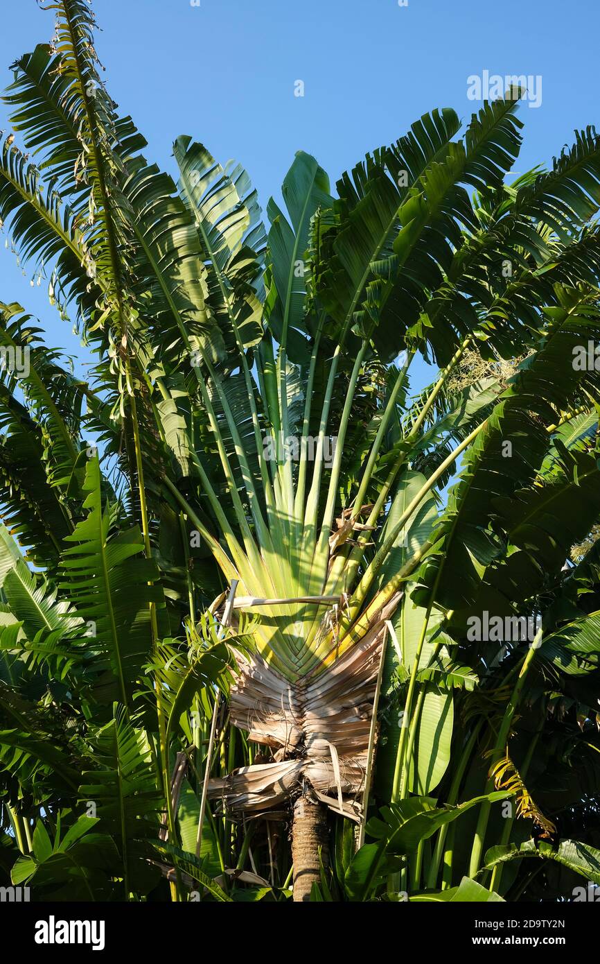 Ravenala madagascariensis Banque de photographies et d’images à haute ...