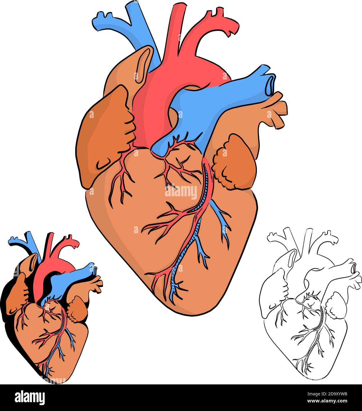 Coeur humain dessin Banque de photographies et d’images à haute ...