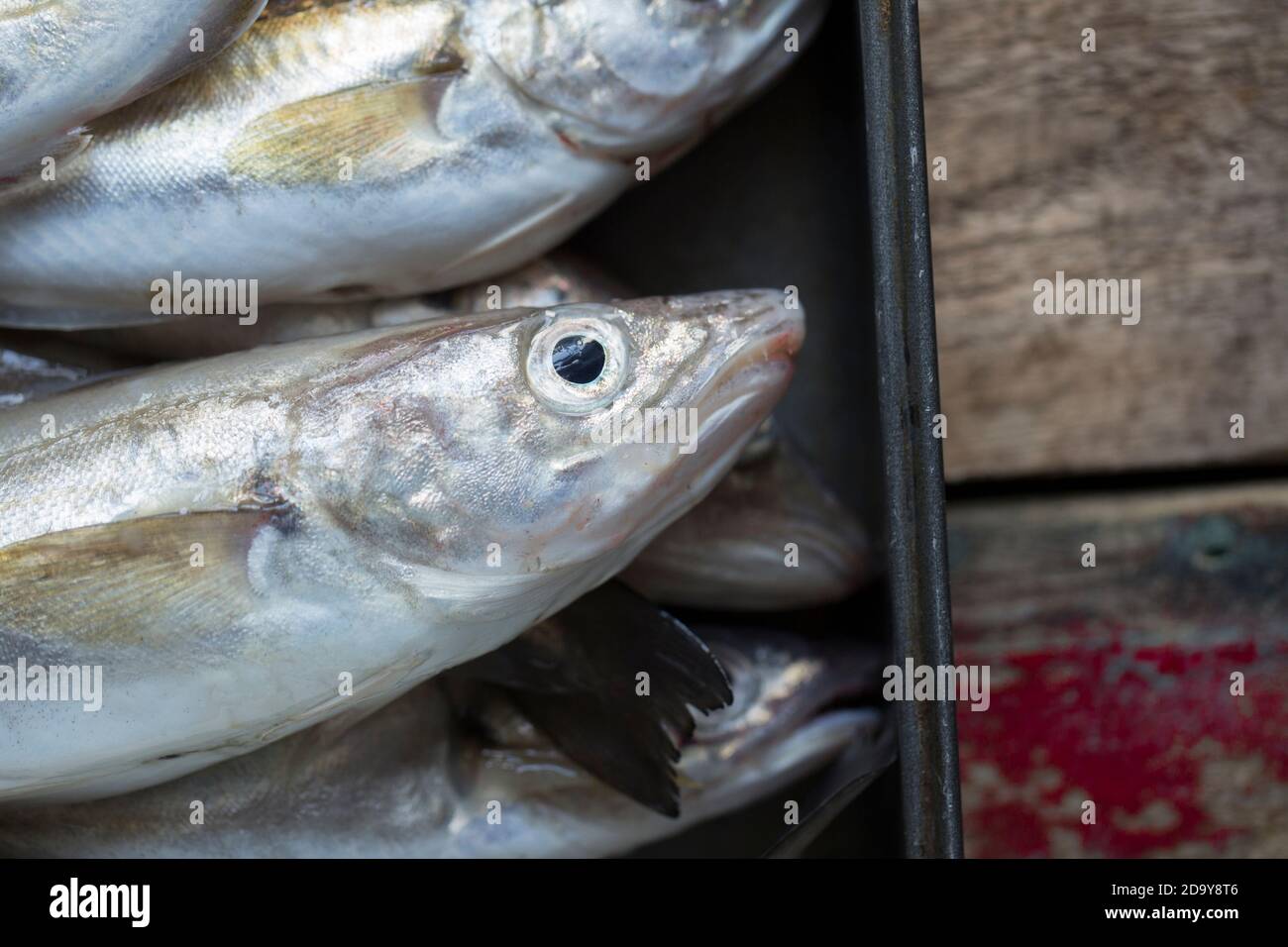 M merlangus Banque de photographies et d’images à haute résolution - Alamy