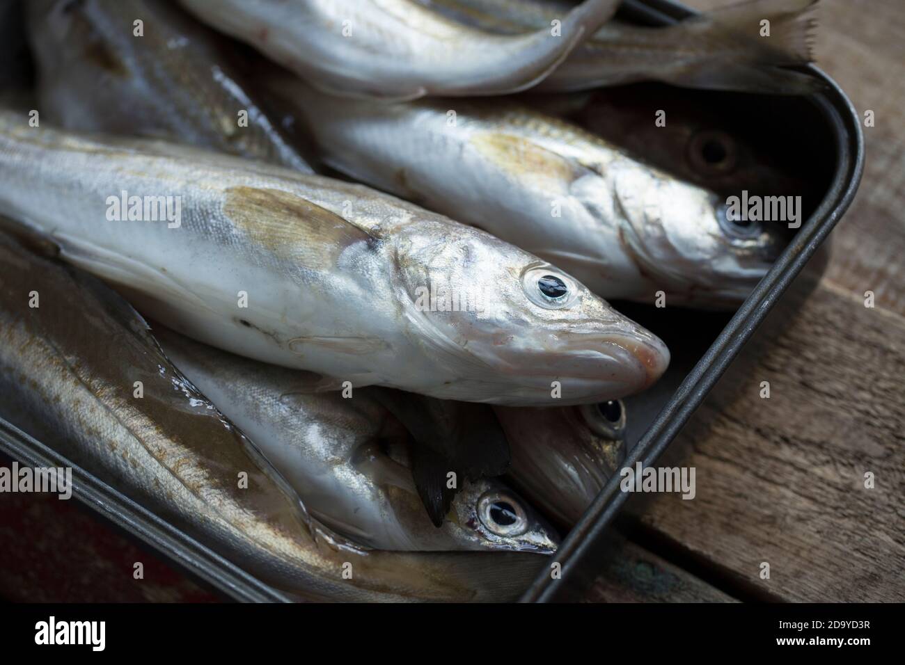 M merlangus Banque de photographies et d’images à haute résolution - Alamy