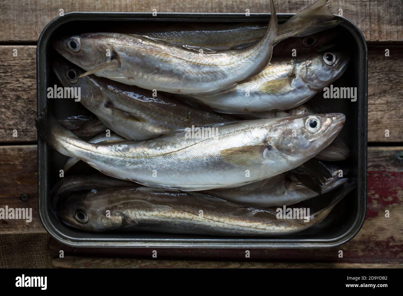 M merlangus Banque de photographies et d’images à haute résolution - Alamy