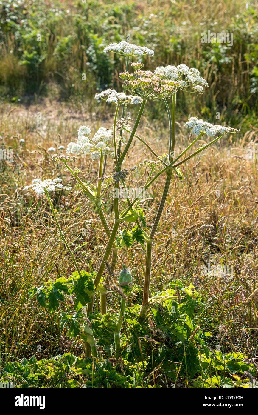 Heracleum sphondylium Banque de photographies et d’images à haute ...