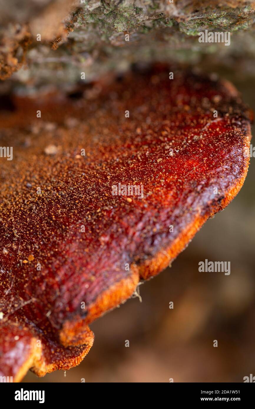 Fistulina hepatica Banque de photographies et d’images à haute ...