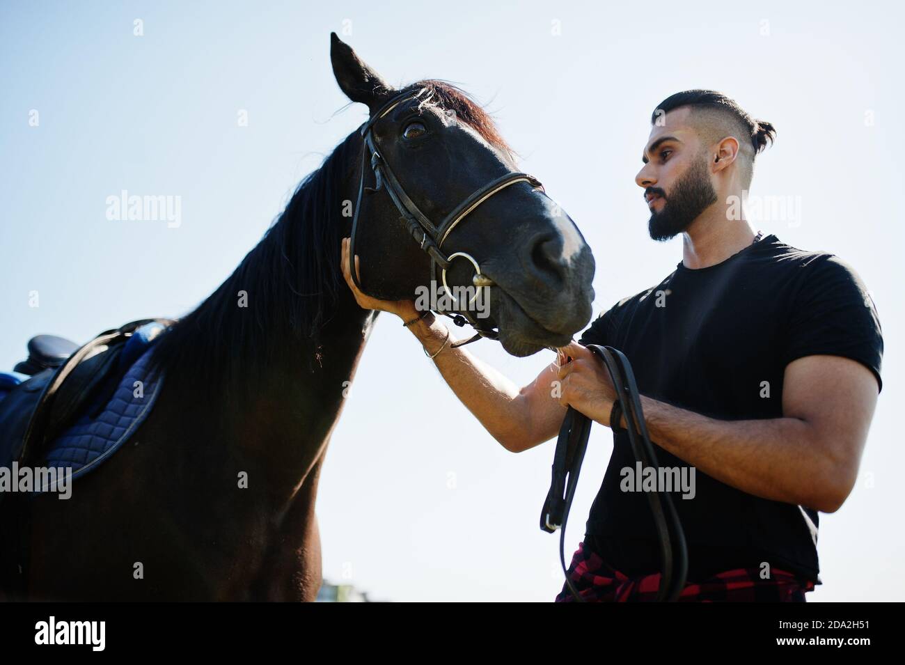 Cheval arabe barbe Banque de photographies et d’images à haute ...