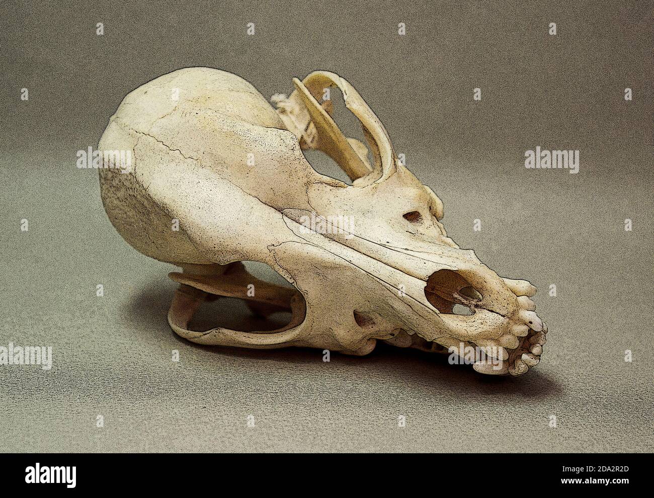 Anatomie canine Banque de photographies et d’images à haute résolution ...