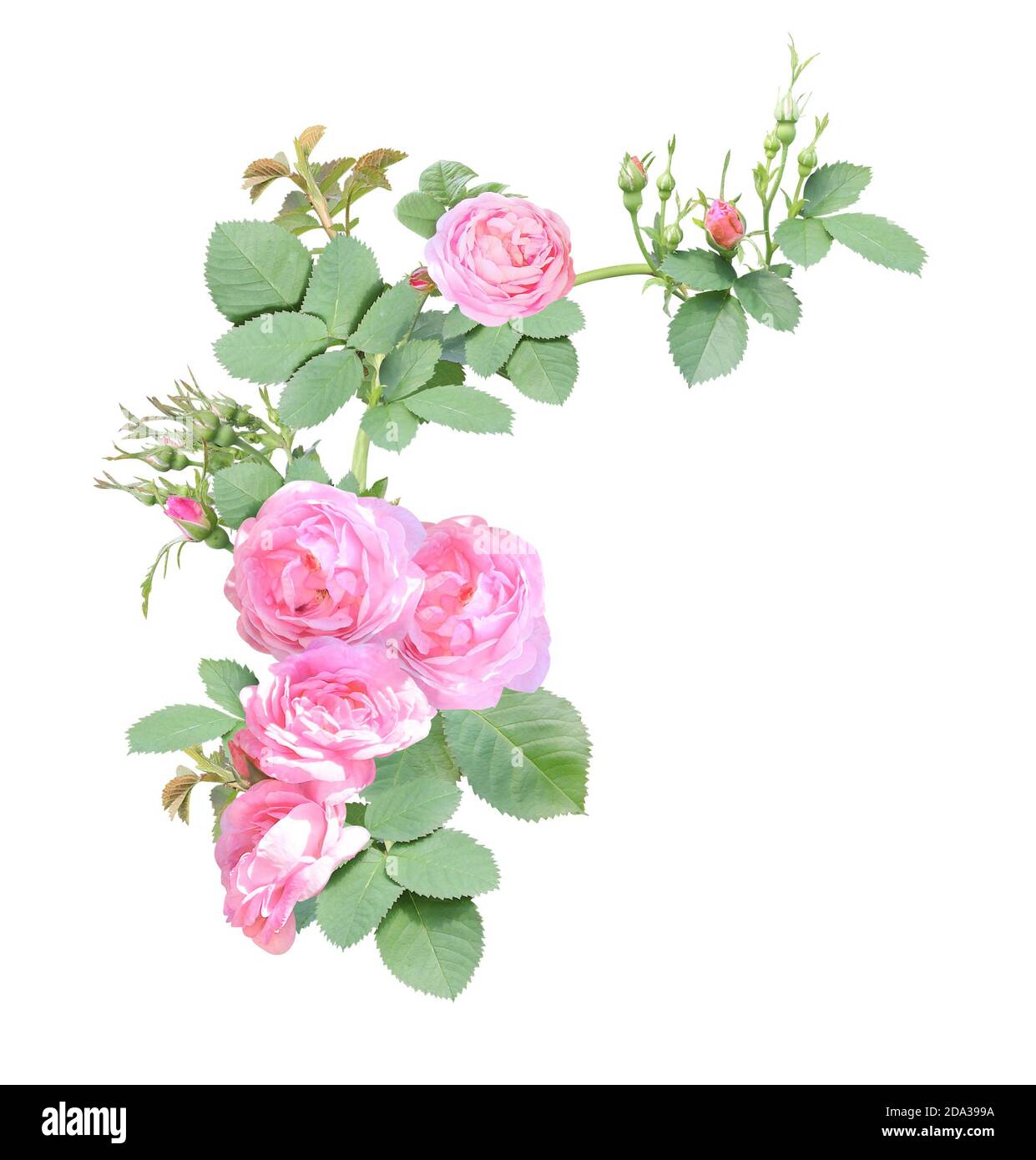 Bordure d'angle avec branche de rose avec fleurs roses. Cadre d'angle ...