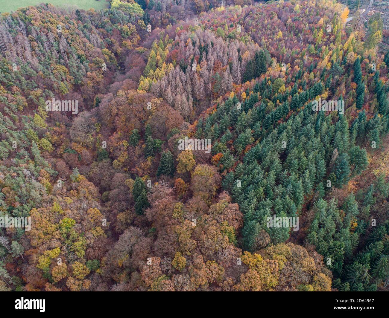 Vue aérienne belle forêt d'automne verte, orange et rouge, beaucoup d ...