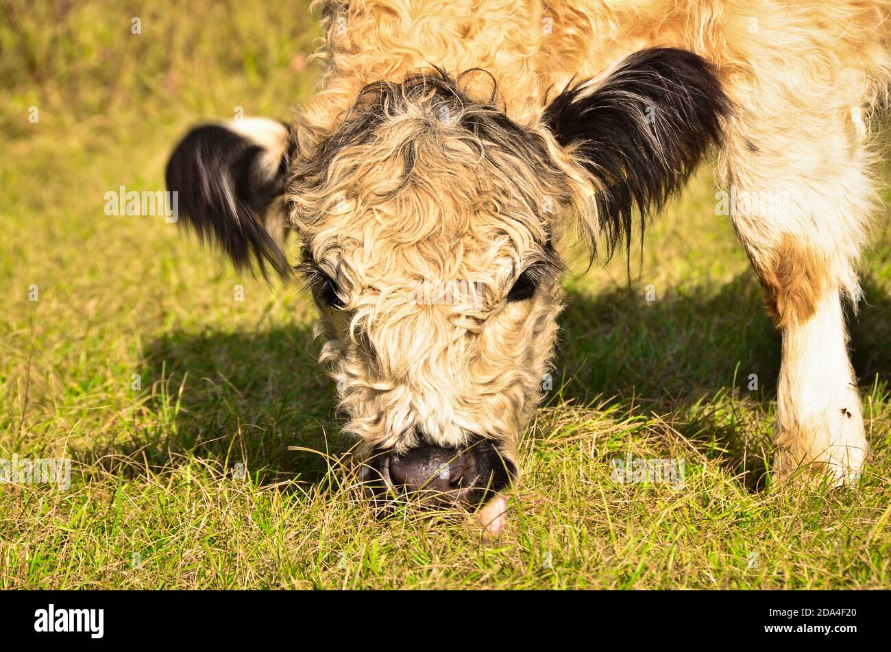 Furry cow Banque de photographies et d’images à haute résolution - Alamy