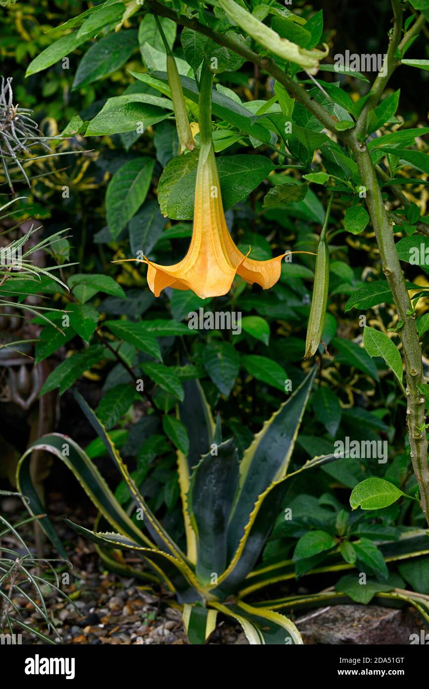 Agave americana mediopicta aurea Banque de photographies et d’images à ...
