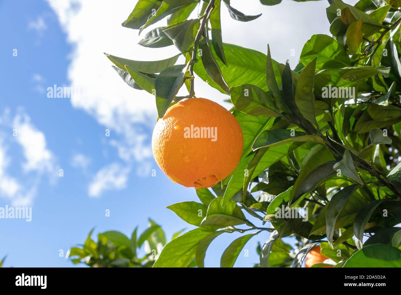 Plantation with ripe oranges Banque de photographies et d’images à ...