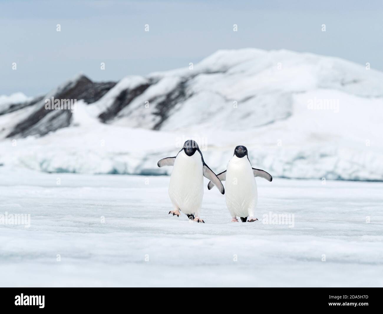 Couple De Pingouins Banque d'image et photos - Alamy