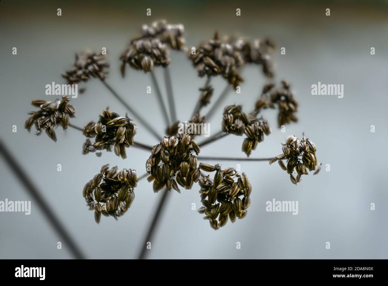 Lovage levisticum officinale Banque de photographies et d’images à ...