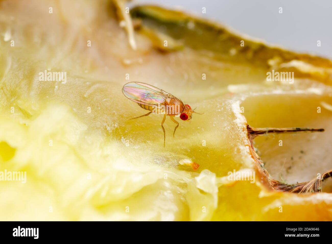 Mouche des fruits tropicaux Drosophila Diptera parasite insecte Pest ...