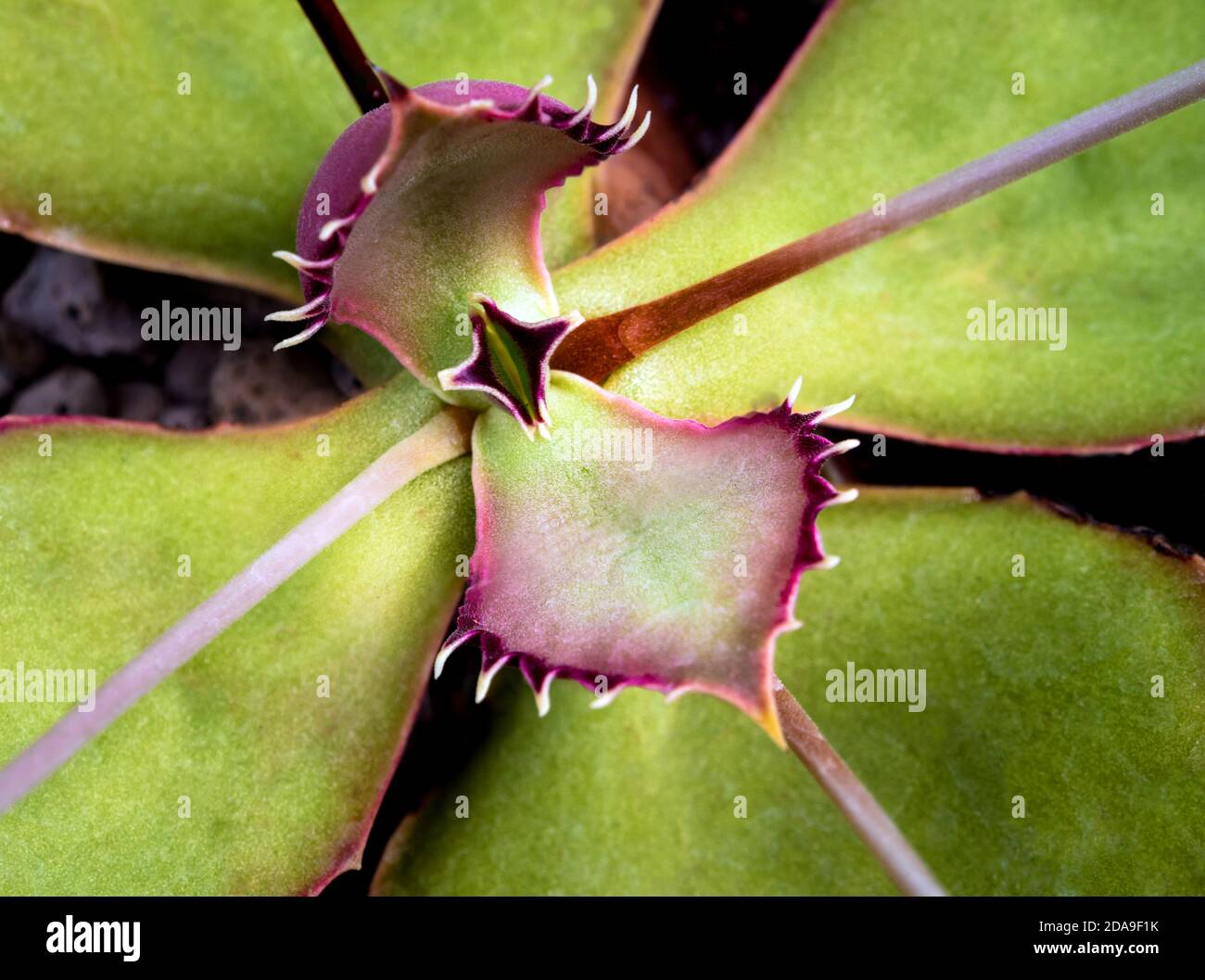 Feuilles pointues succulentes Banque de photographies et d’images à ...