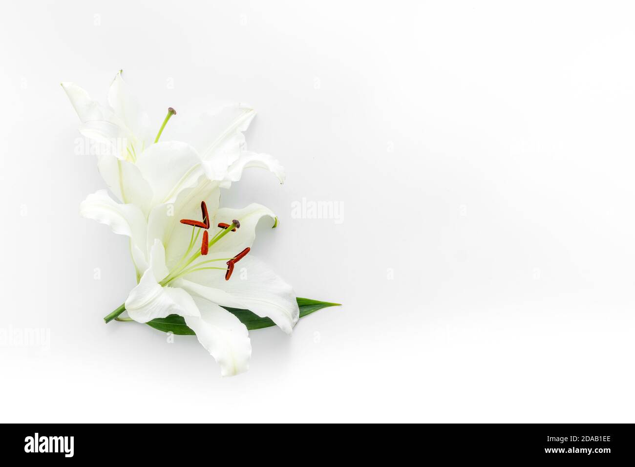 Carte de condoléances avec lis de fleurs blanches, d'en haut Photo ...