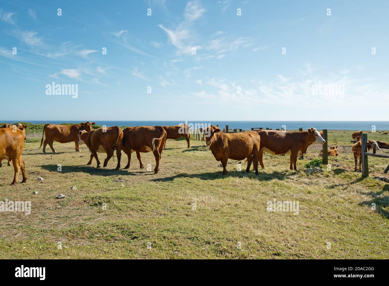 Vache paissant sur la plage Banque de photographies et d’images à haute ...