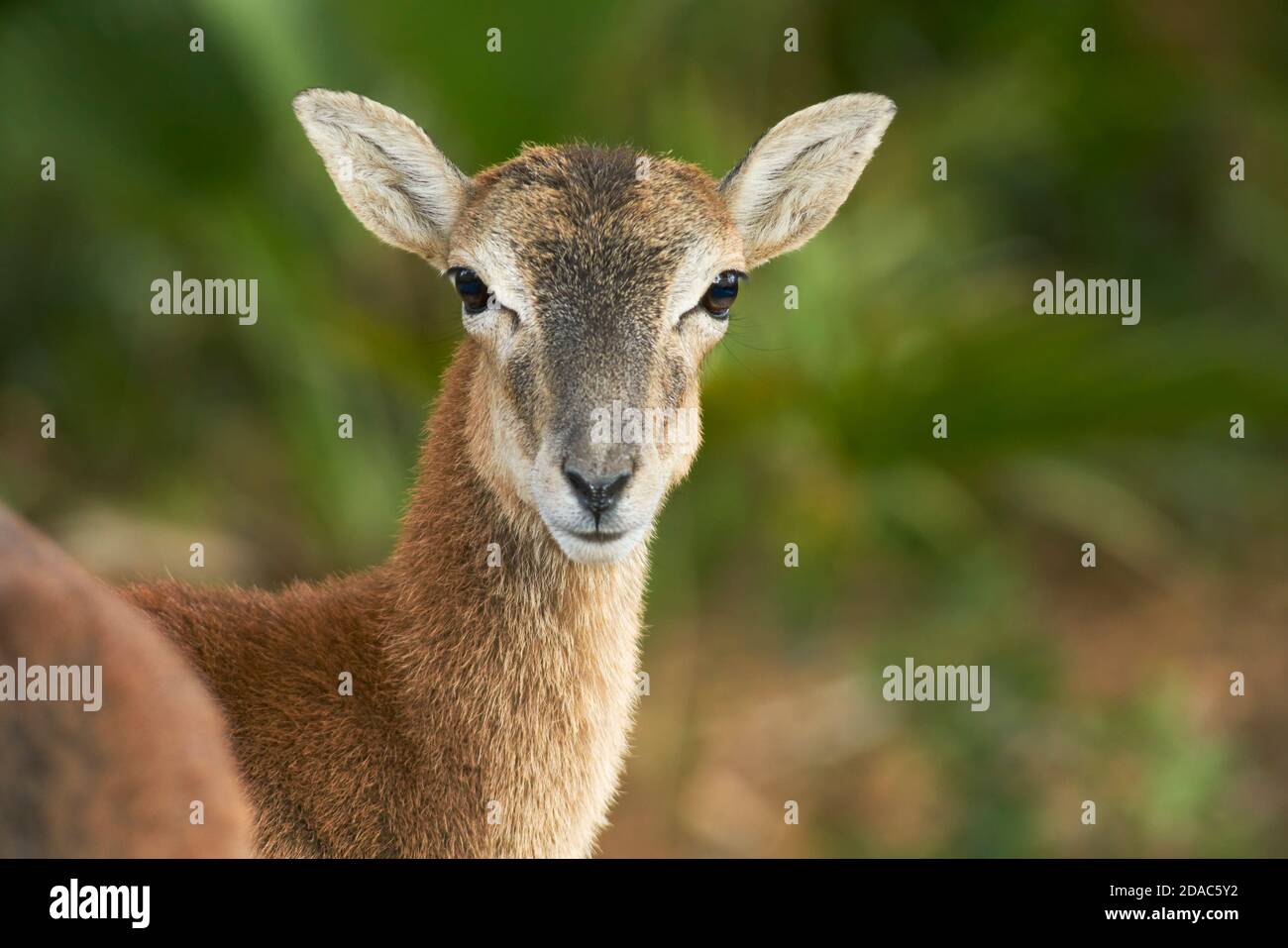 Femelle mouflon Banque de photographies et d’images à haute résolution ...