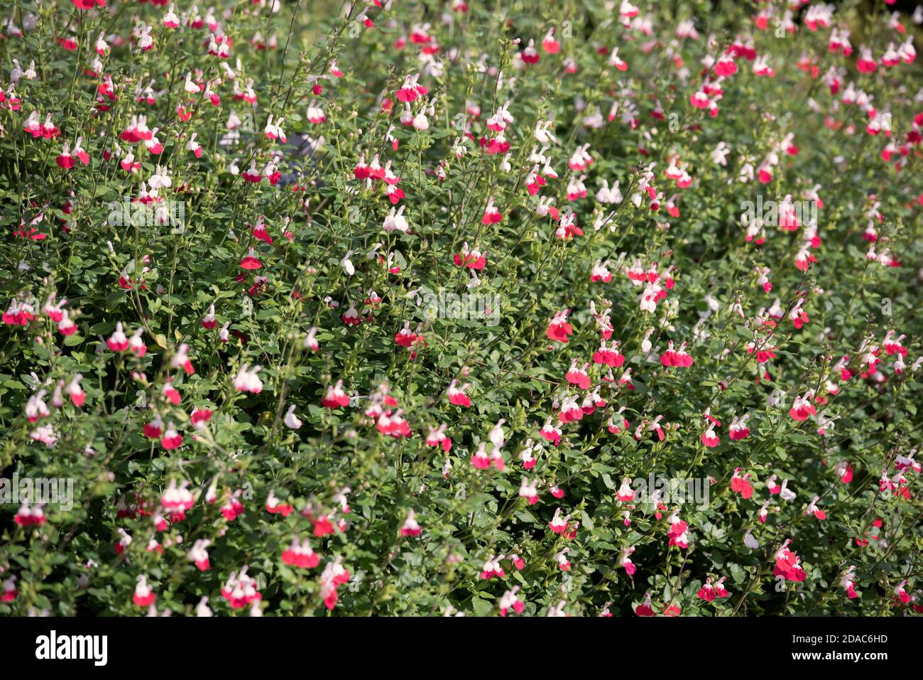 Salvia blanche Banque de photographies et d’images à haute résolution ...